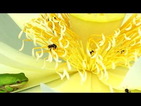 Lotus Flower Frogs Native Bees Pollination - YouTube