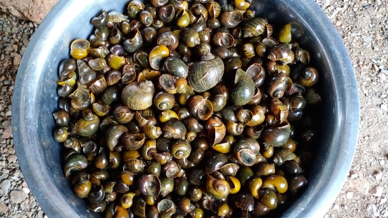 Lots of snails, never seen so many snails - YouTube