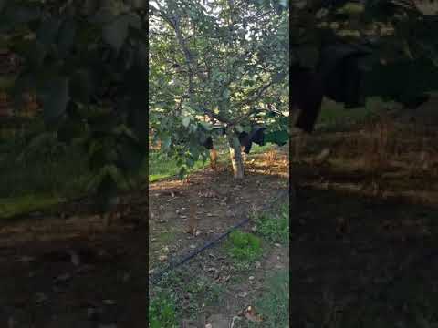 Tree Shaker From Turkey H 4000