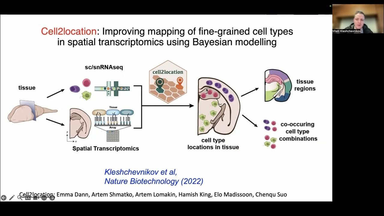 cell2location: fine-grained cell types in spatial transcriptomics – scverse community meeting ...