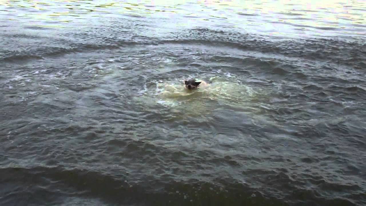 Dog High Dive - YouTube