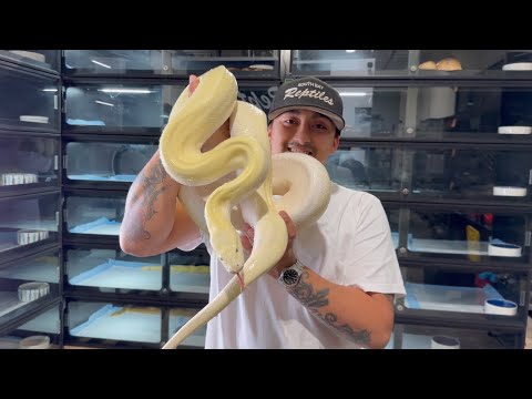 Diamond gave me eggs / Burmese Python eggs - YouTube