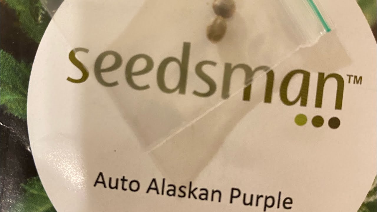 Alaskan Purple Auto: Week 1 - YouTube