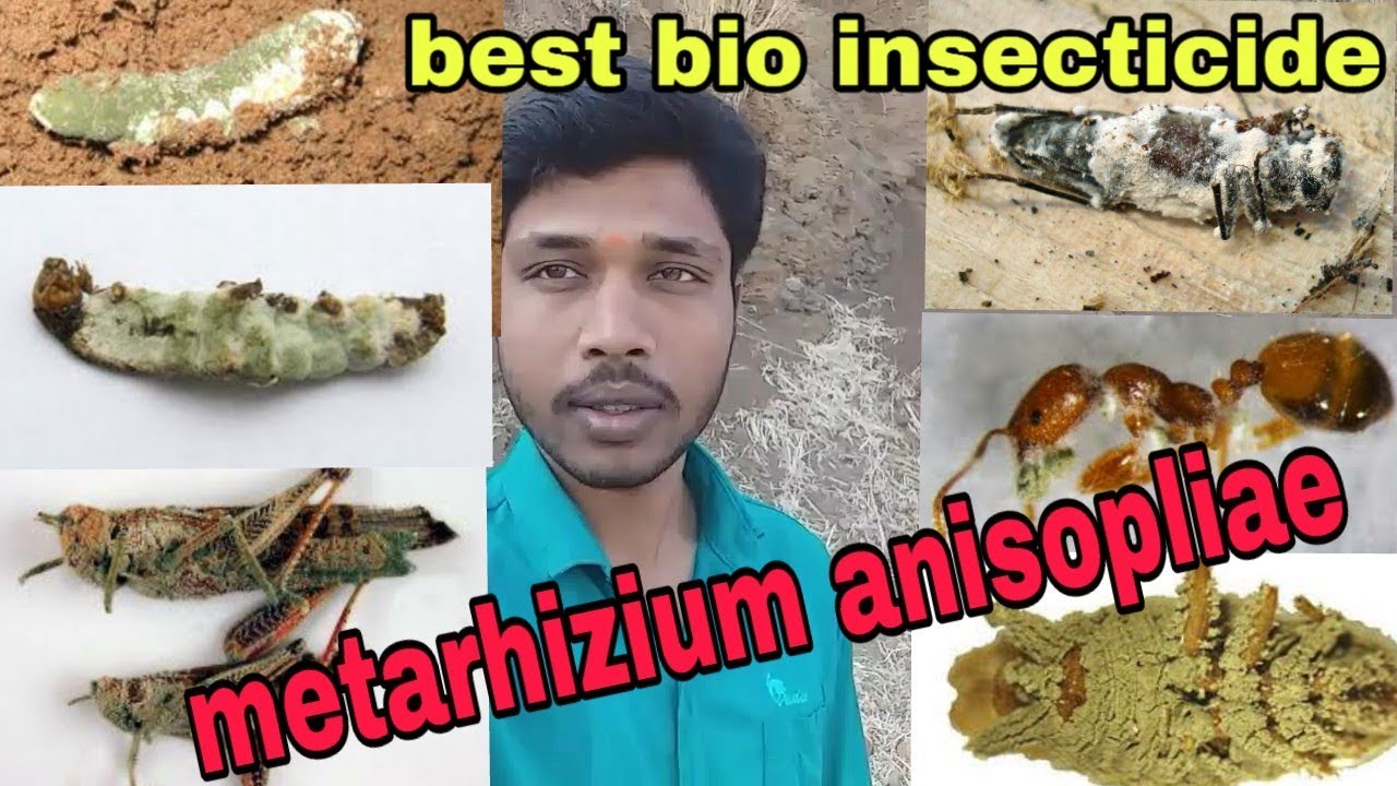 Metarhizium anisopliae | bio insecticide| जैविक कीटनाशक | जैविक खेती ...