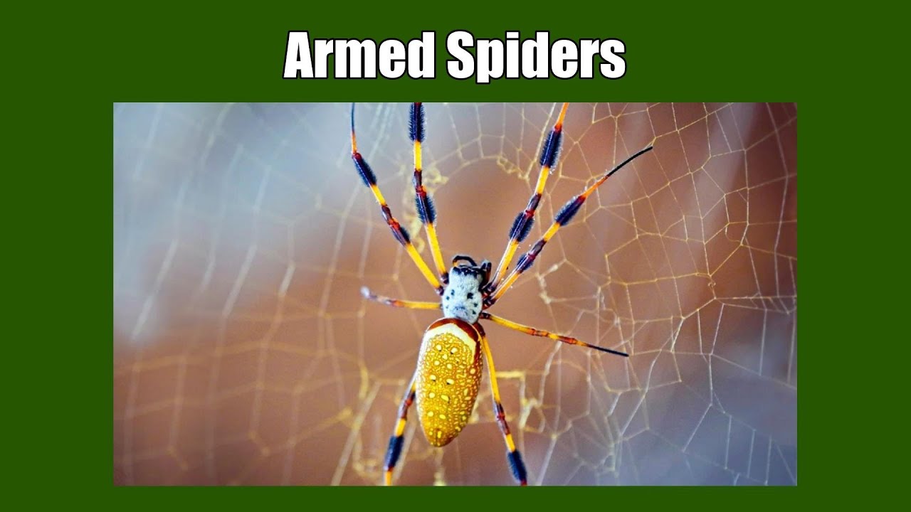 Have You Seen Any Armed Spiders Before? - YouTube
