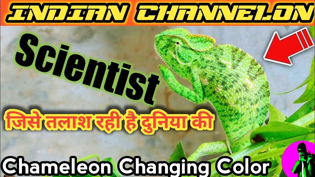 Girgiti Video|Indian Chameleon|Chameleon Videos|Chameleon Changing ...