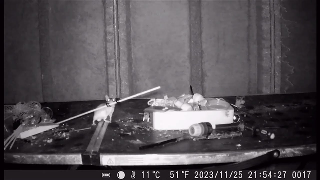Mouse filmed tidying up man's shed every night 'Welsh Tidy Mouse ...