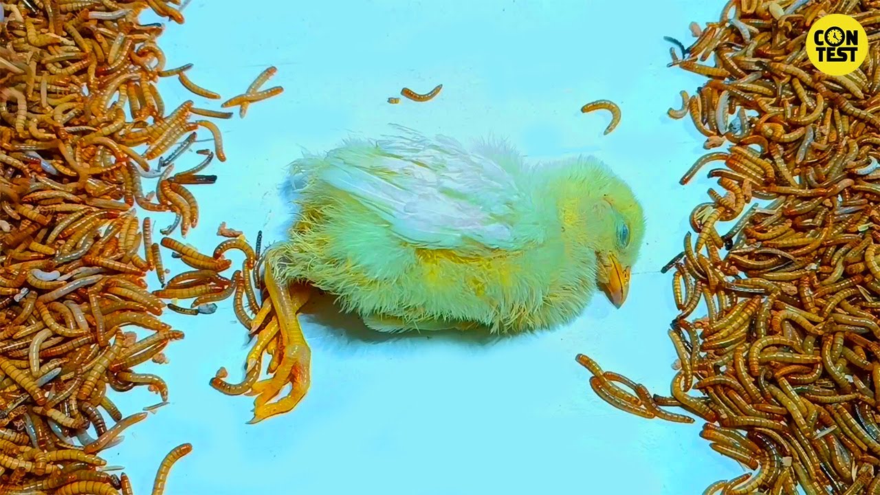 12000mealworms vs chick [4k]time lapse/12000 super wild worms eating ...