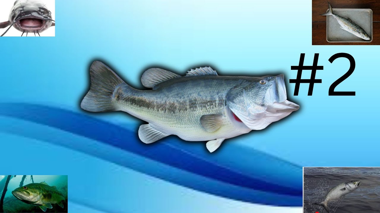 Fishing quiz #2 - YouTube