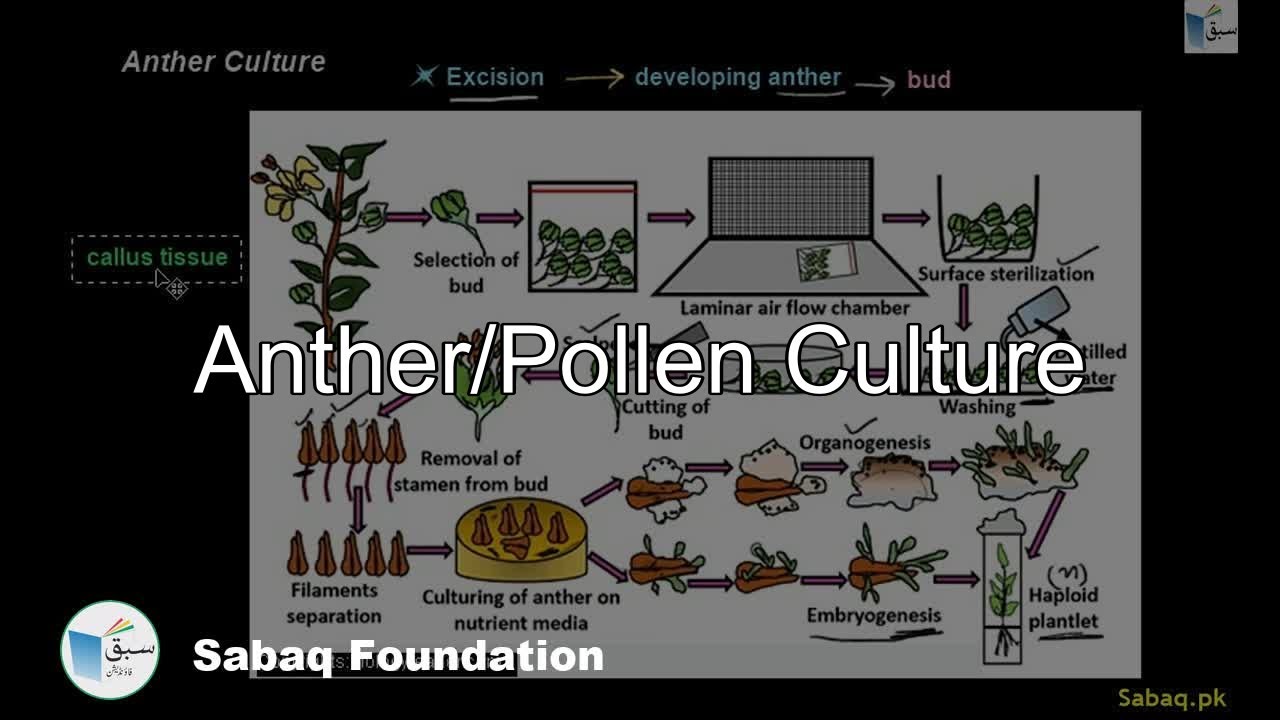 Anther / Pollen Culture, Biology Lecture | Sabaq.pk - YouTube