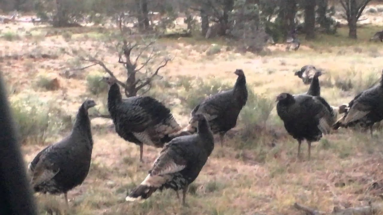Merriam Turkeys in AZ Unit 9 - YouTube