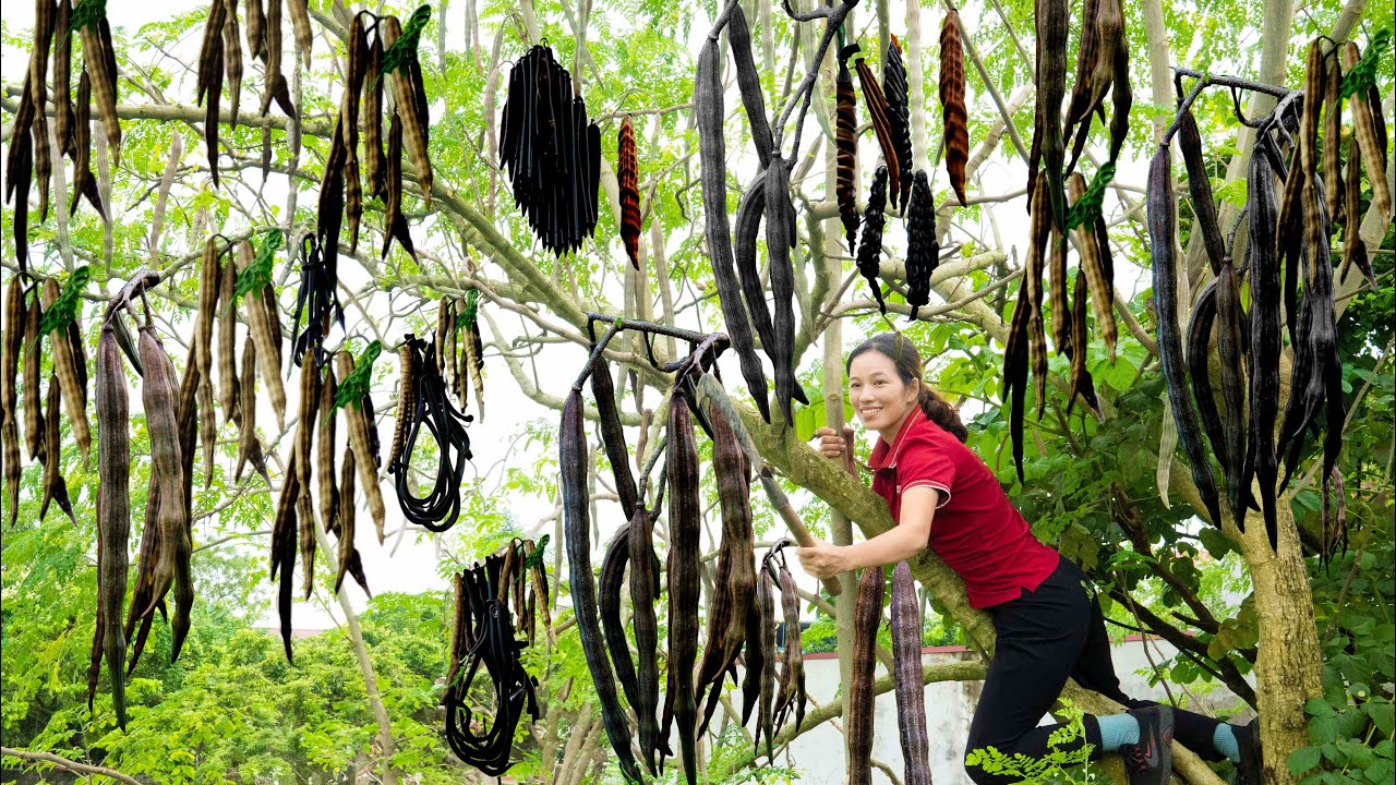 Moringa Drumsticks | How to Harvest, Prepare, and Eat the Seed Pods of ...