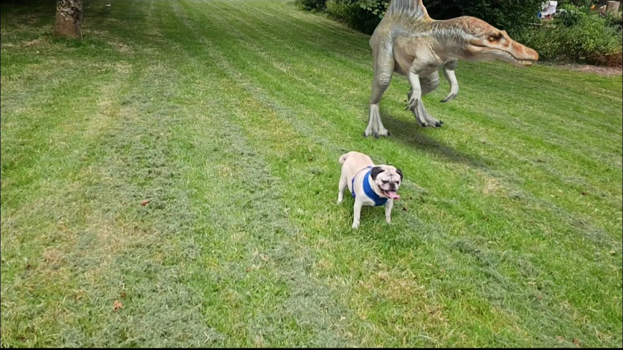 Pug Kingsley and Labour Puppy, and 3D Dinosaurs - YouTube