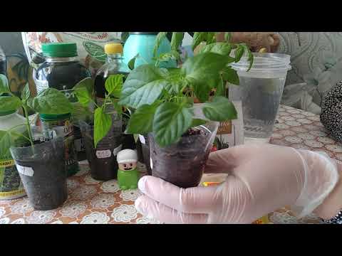 Подкормка Для Мощного Роста Корней Рассады Перца! - YouTube