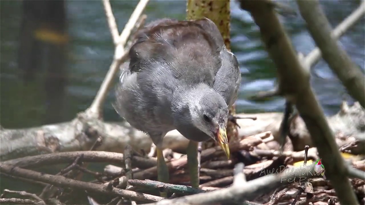 GALLARETA COMÚN juvenil cantando y estirándose (Common Gallinule ...