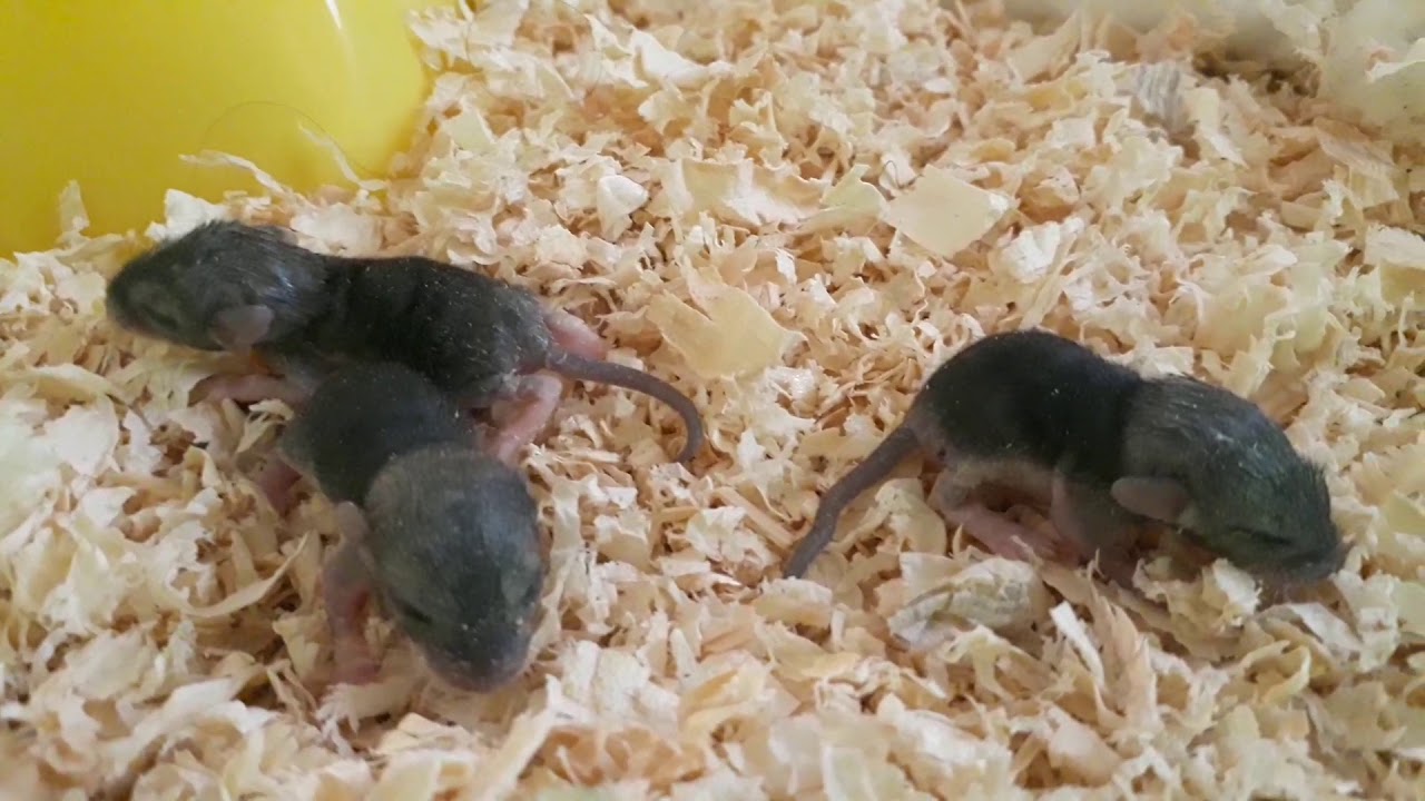 Saving 3 helpless baby mice (read description!!!) - YouTube