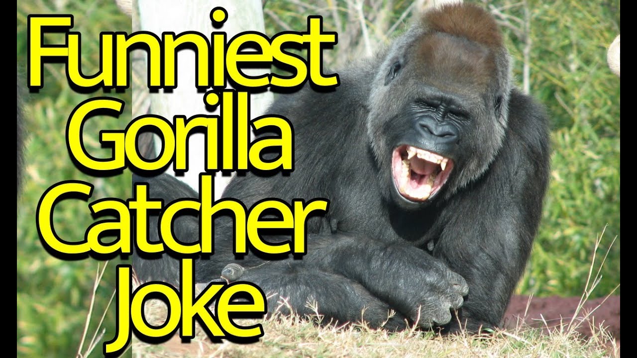 Funniest Gorilla Catcher Joke - YouTube
