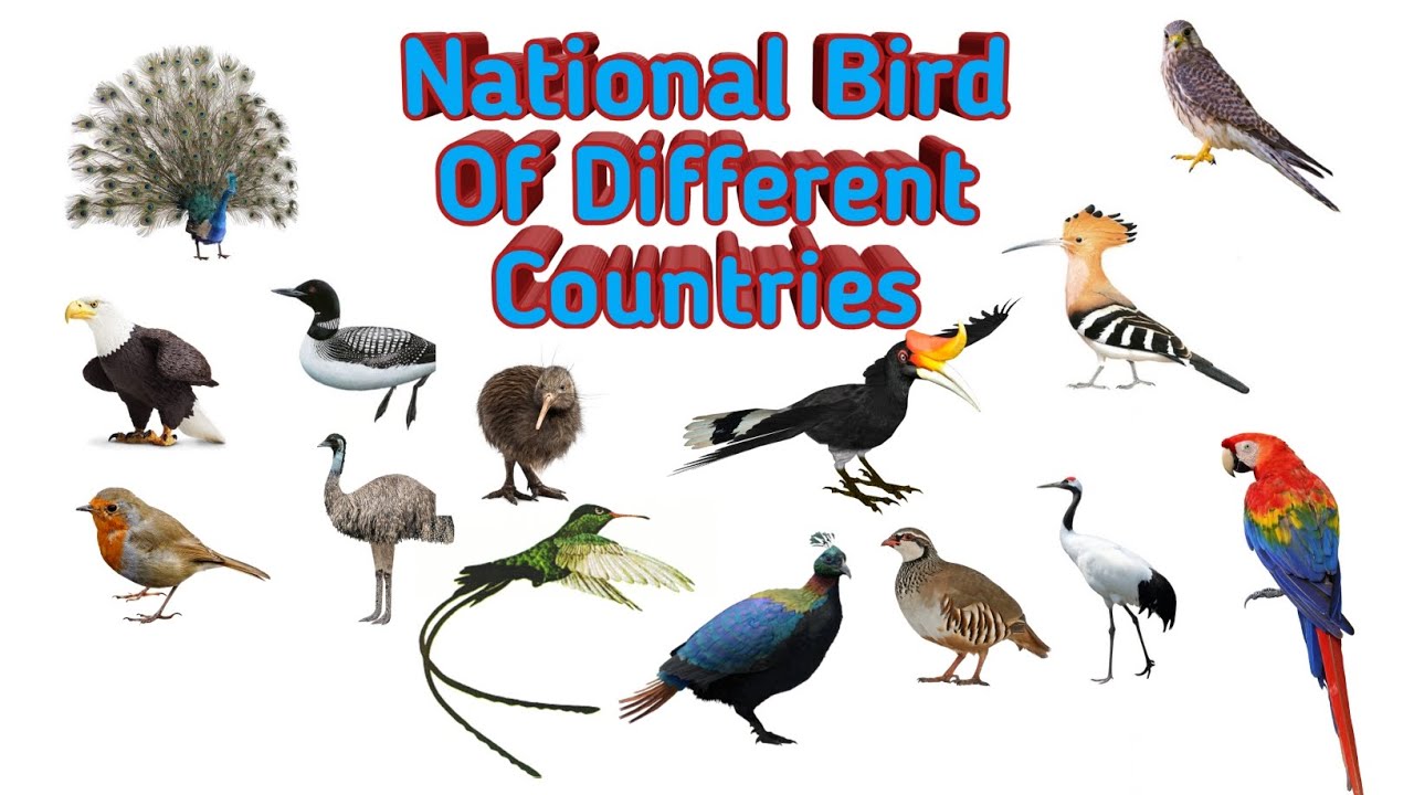 National Birds Of Different Countries Flags With Countries Name Kids national-birds-of-different-countries-flags-with-countries-name-kids