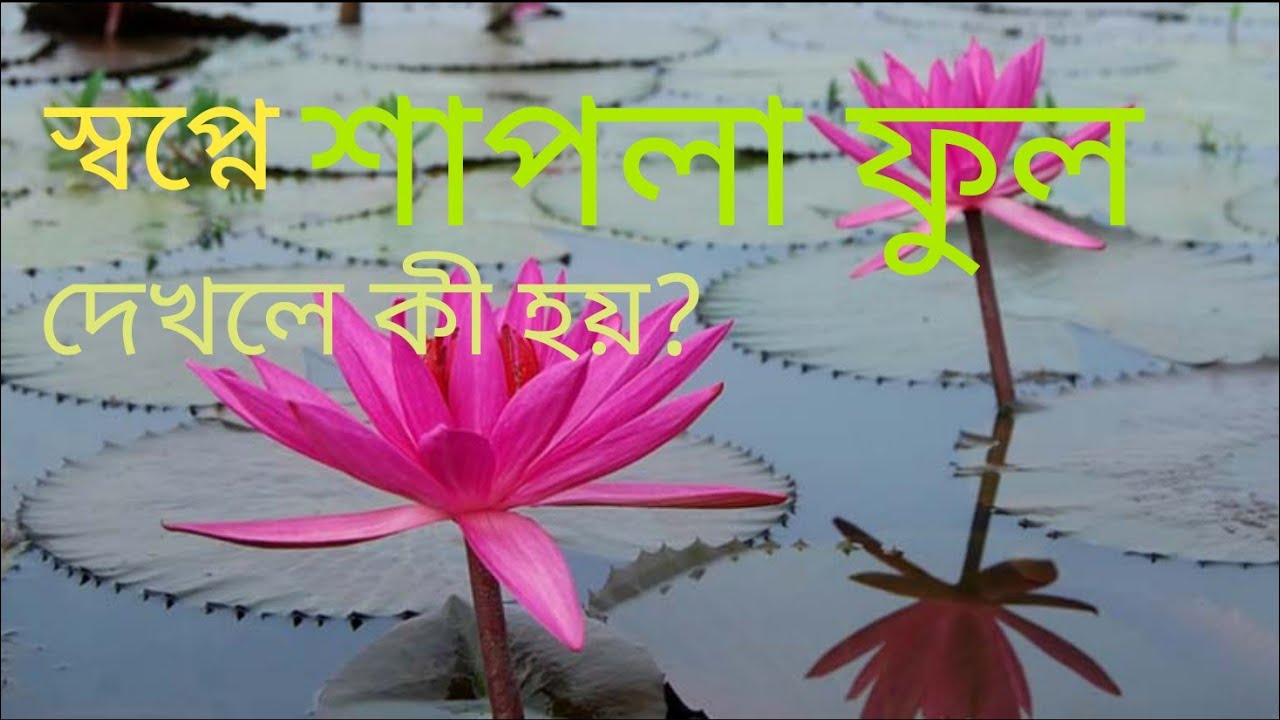 স্বপ্নে শাপলা ফুল দেখলে কী হয়? Sawpne Sapla ful dekhle ki hoy? - YouTube