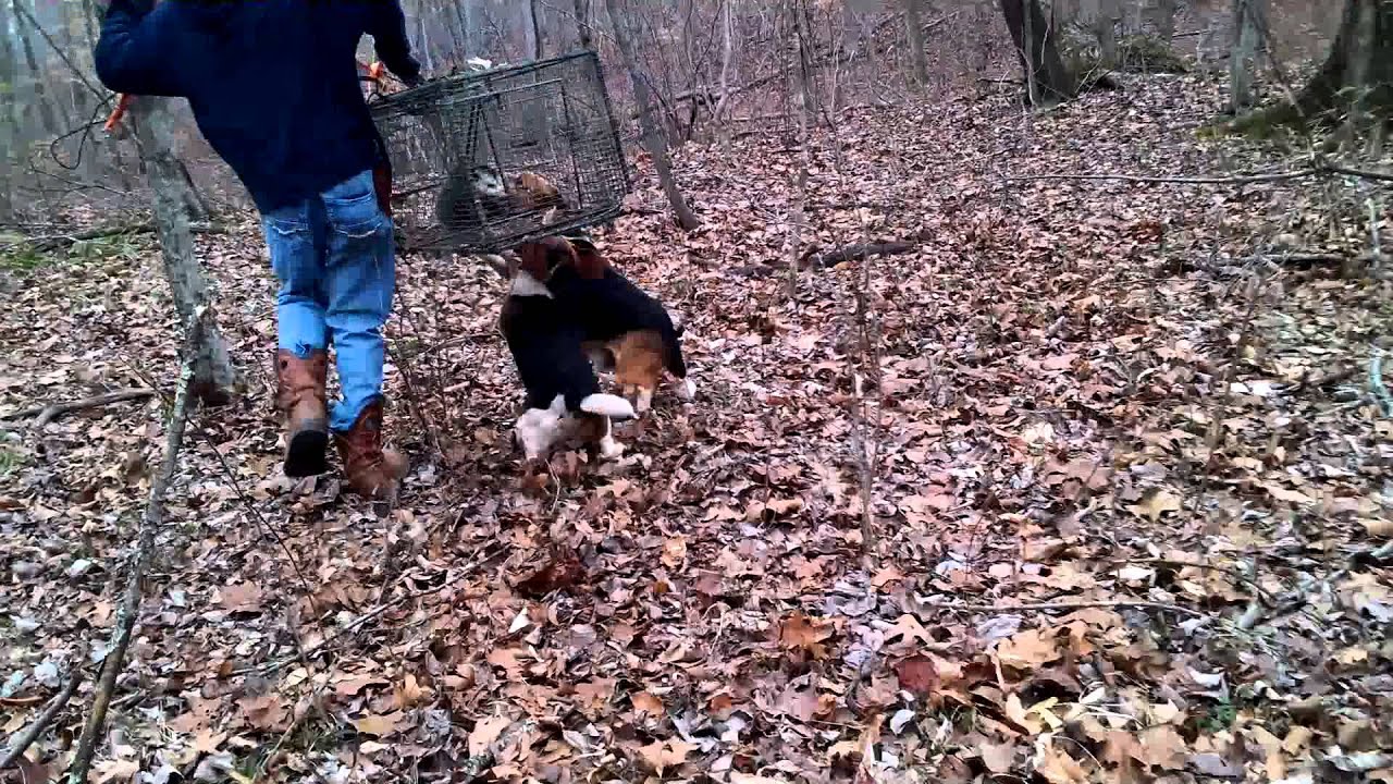 Dog vs opossum!! - YouTube