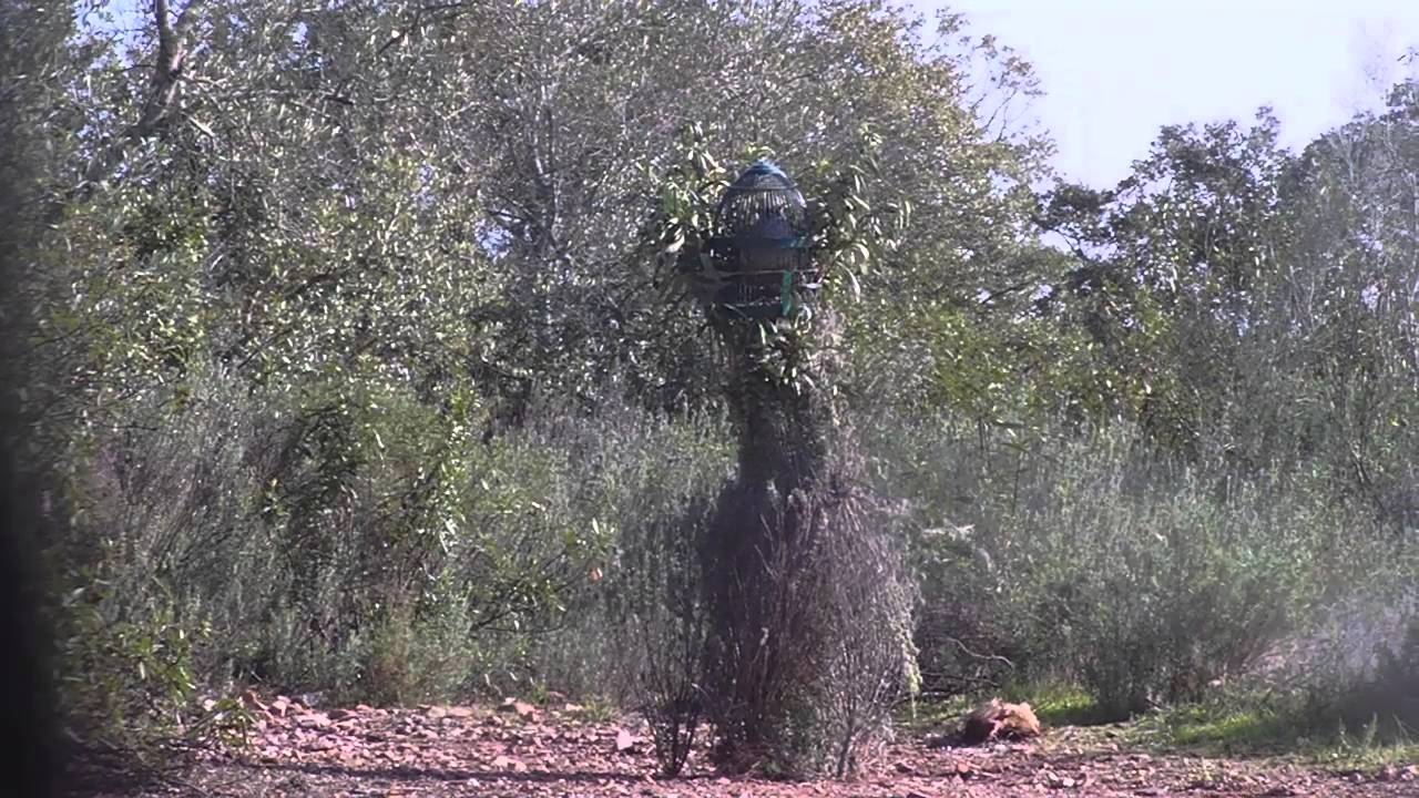 Perdiz con reclamo 2016 | "Bustamante" pollo de 1 celo en Mirandilla ...