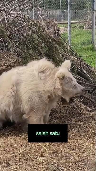 ketika beruang baru bangun dari hibernasi!! #fakta #faktamenarik #faktaunik #shorts #short - YouTube