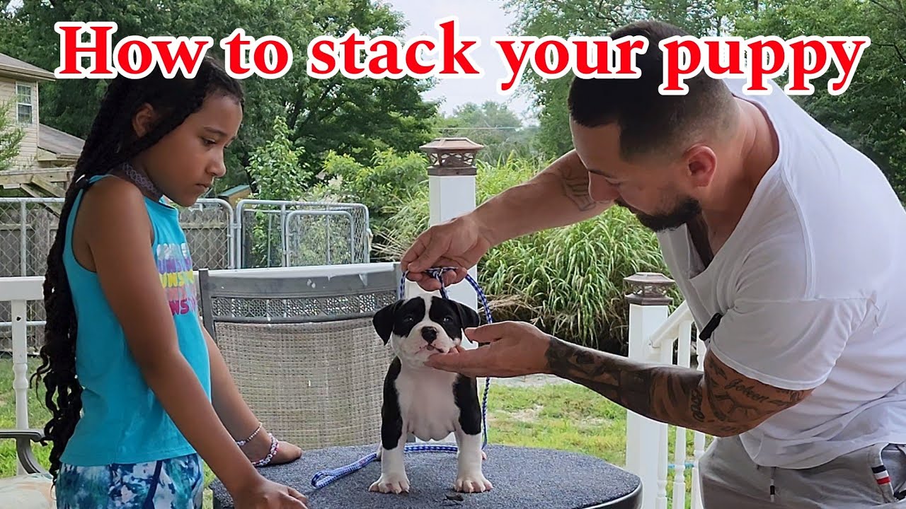How to properly stack your puppy - YouTube