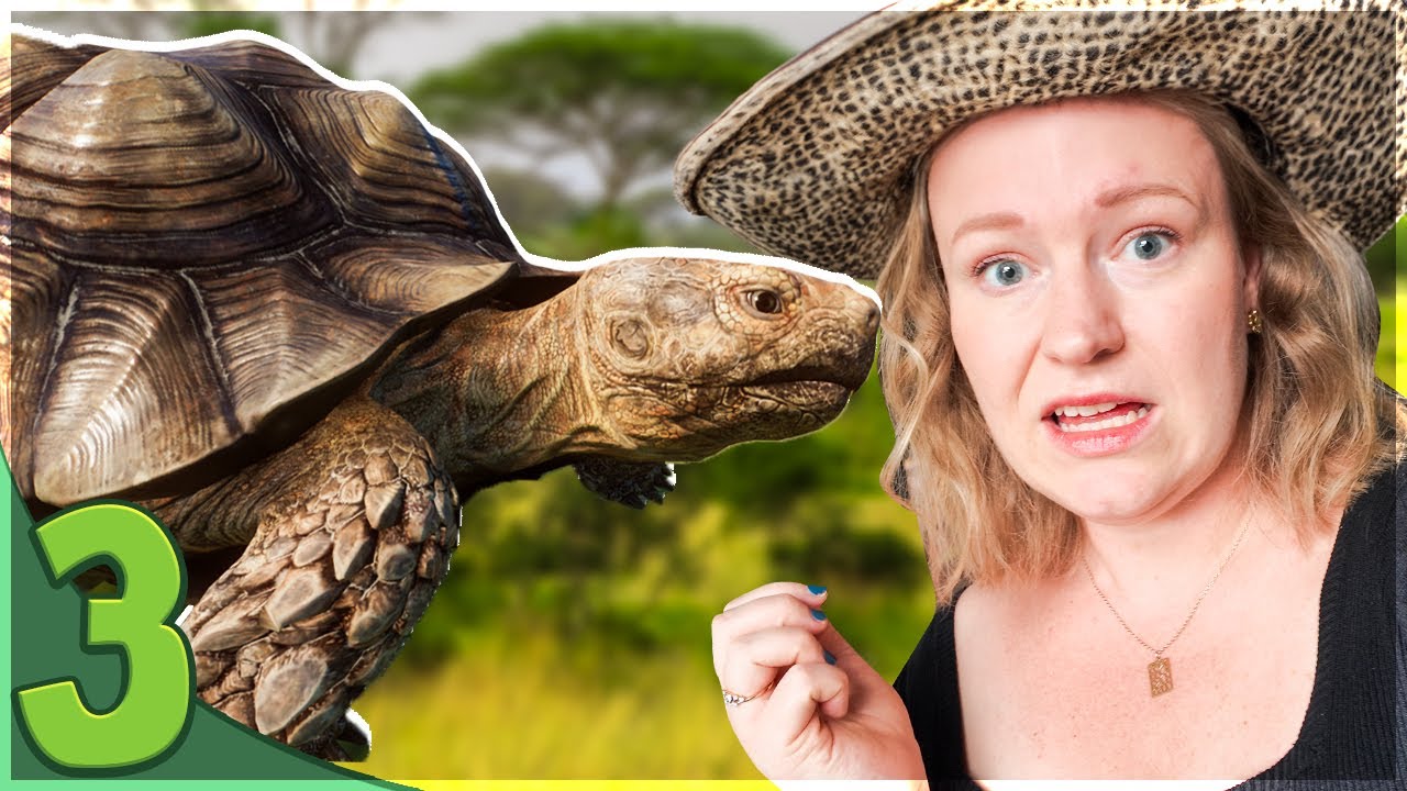 I har bedt om ENDNU en skildpadde! | Planet Zoo: Buttet Katzoo #3 - YouTube