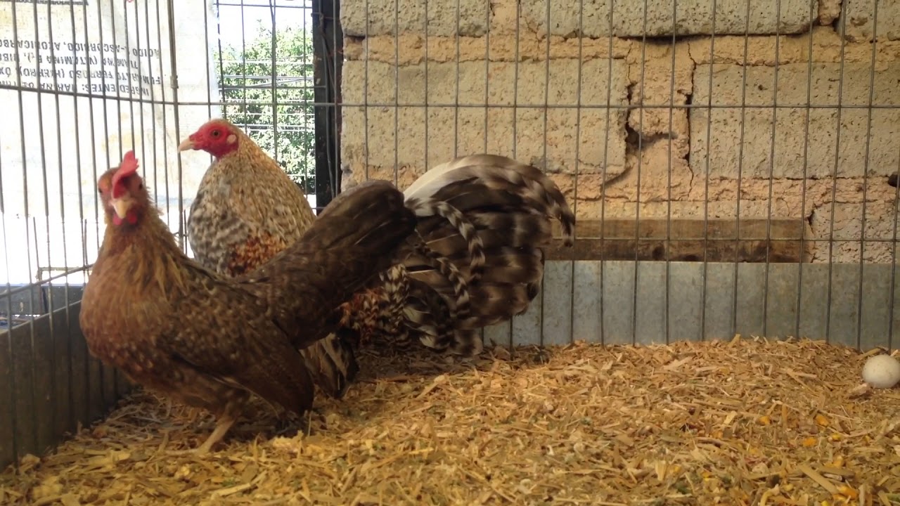 Gallo miniatura Azteca Criadero San Matías bulicos Crele - YouTube