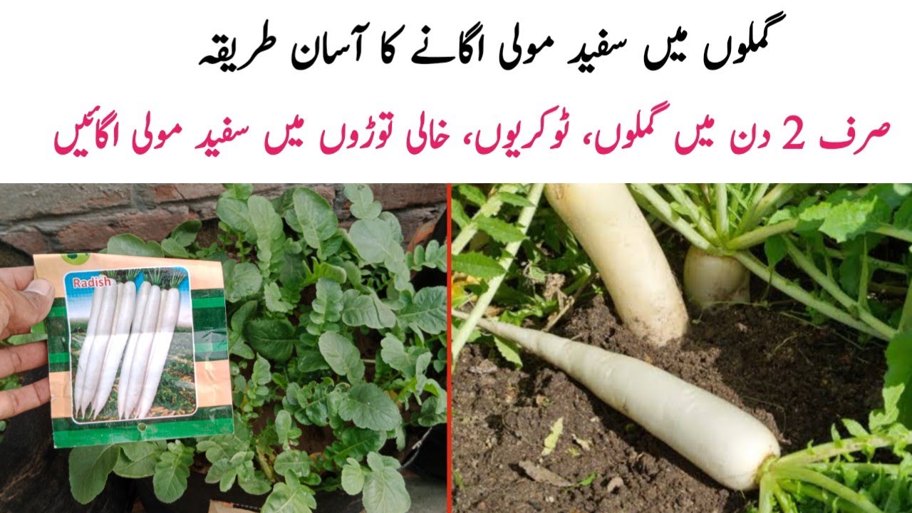 How to grow white radish at home in pot . - YouTube