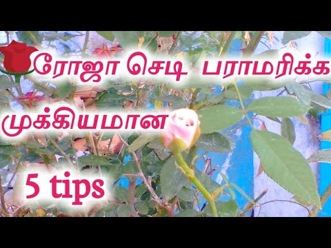 Rose plant growing tips in tamil || thavara ulagam - YouTube