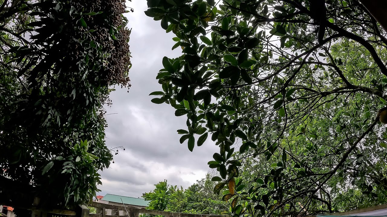 7/22/2025 Secret Garden Healing Sunset | Green Canopy Framing Golden ...