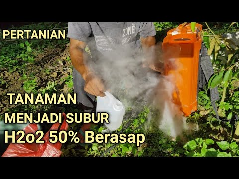 Suburkan Tanaman Hilangkan Jamur Terapi Dengan H2o2 Hidrogen Peroksida ...