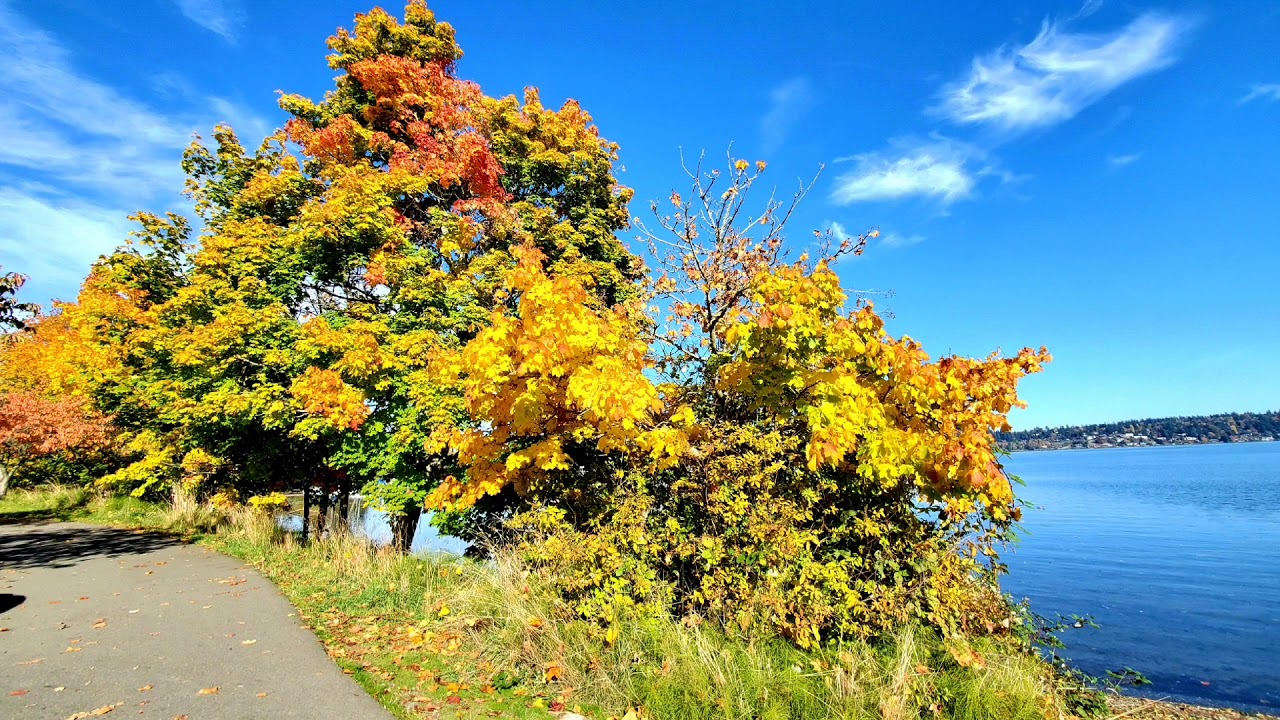 Lake Washington fall colors sunset - YouTube