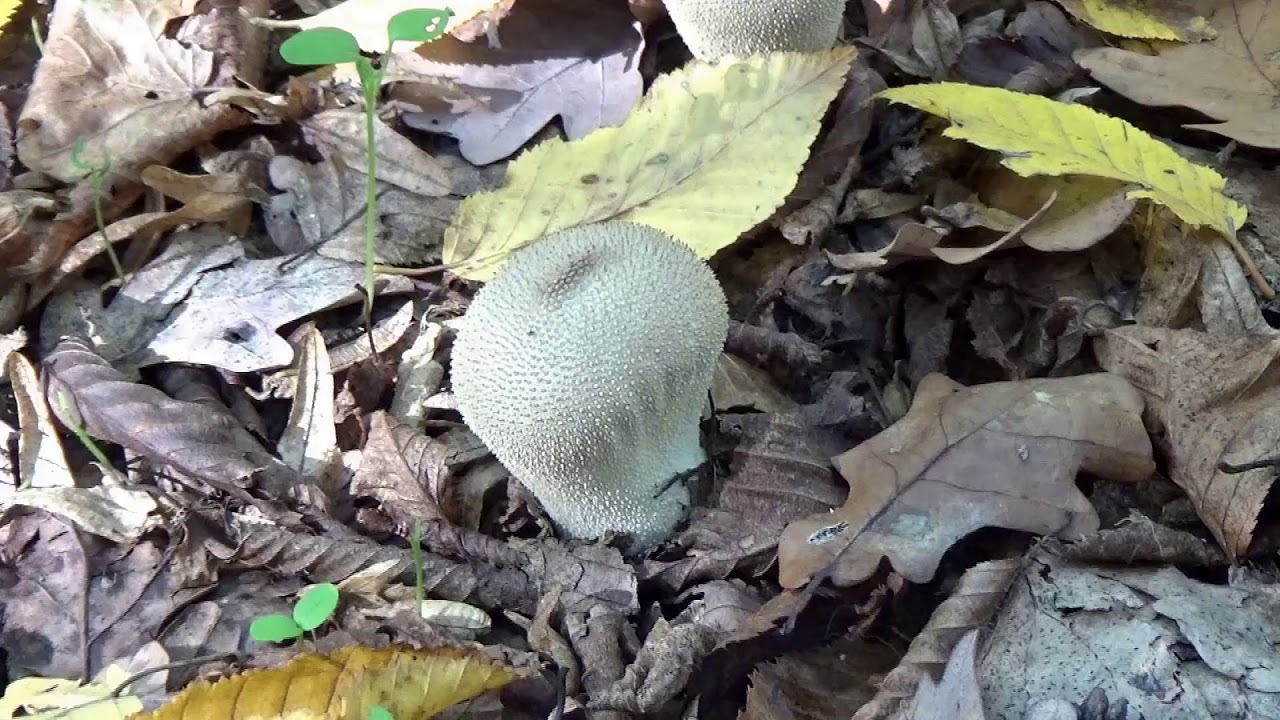 Lycoperdon perlatum (caşul ciorii, pufai, common puffball, warted ...