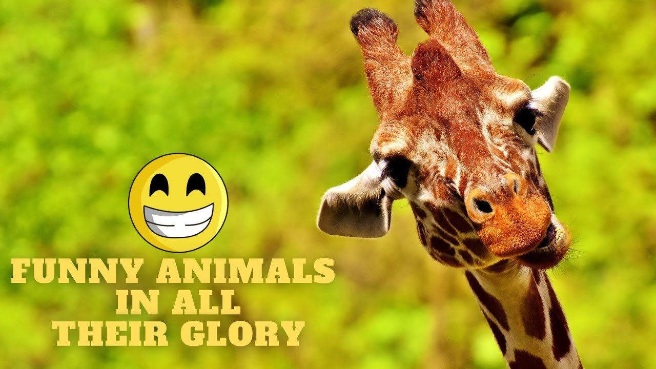 Funny Animals in all their glory | Funny animals - YouTube