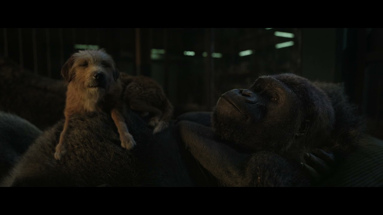 The One And Only Ivan movie clips - YouTube