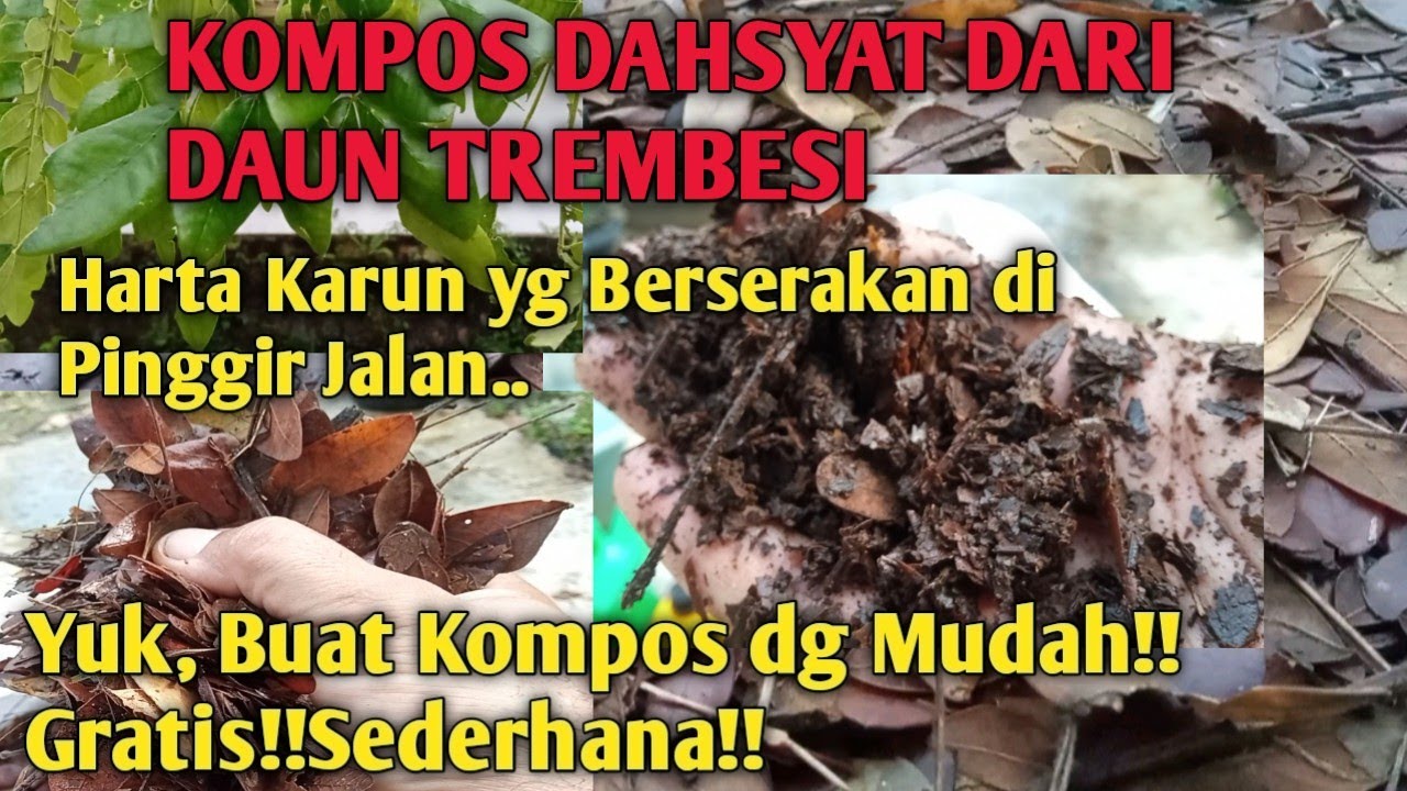 Cara Membuat Kompos Daun Trembesi, Media Tanam Adenium Murah dan ...