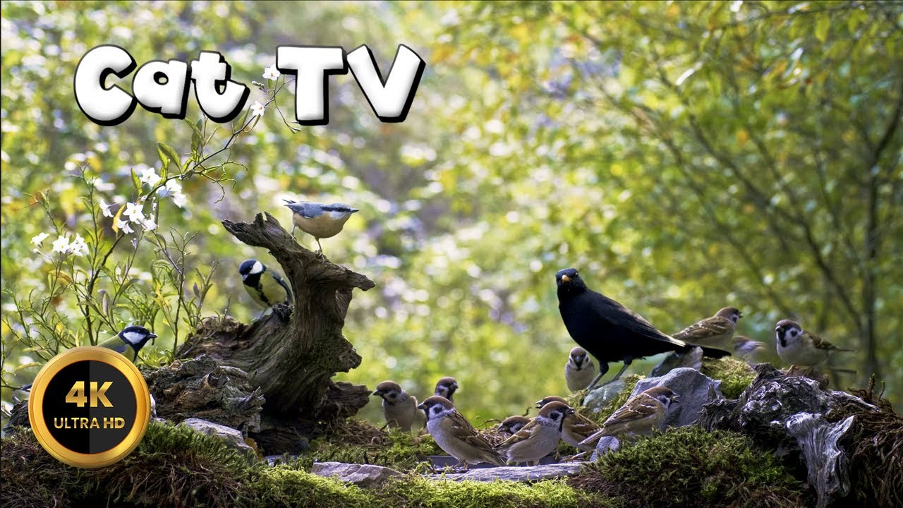 Cat TV for Cats to Watch 🐈 - ONE FINE DAY🐦‍⬛10 hours 4K - YouTube