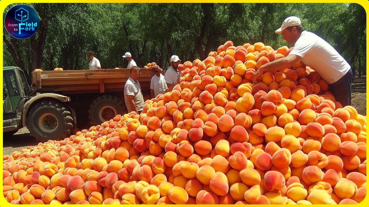 How Farmers Harvest Apricots: The Apricot Processing Factory | Farming ...