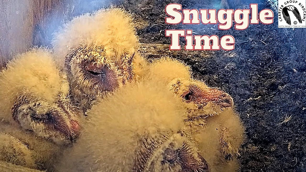 Heartwarming Footage of Barn Owl Babies Sleeping and Hugging Each Other ...