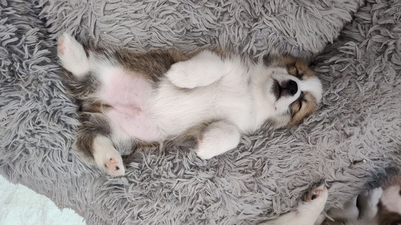 Zoe's puppy update | 6 weeks old and ready to take on the world - YouTube