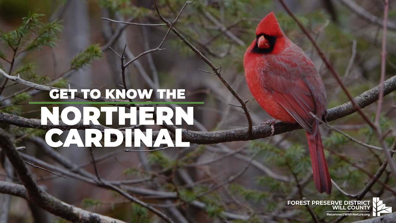 Get To Know The Northern Cardinal - YouTube