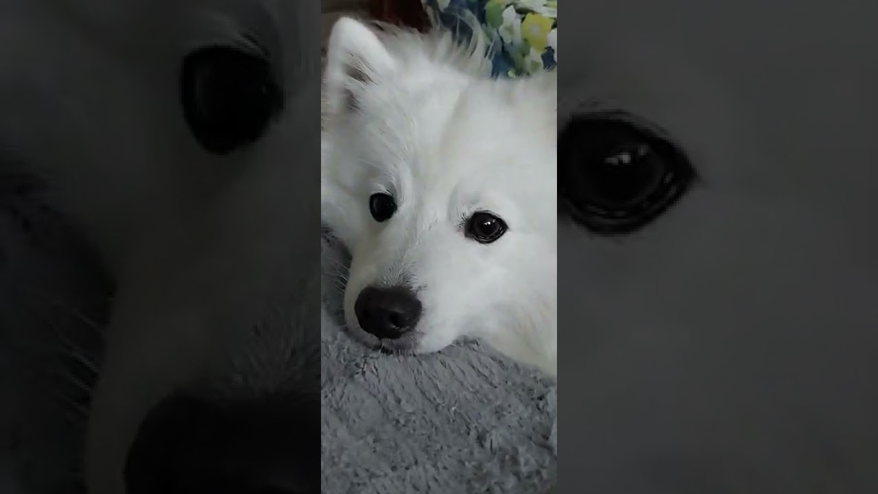 sweet little puppy - YouTube