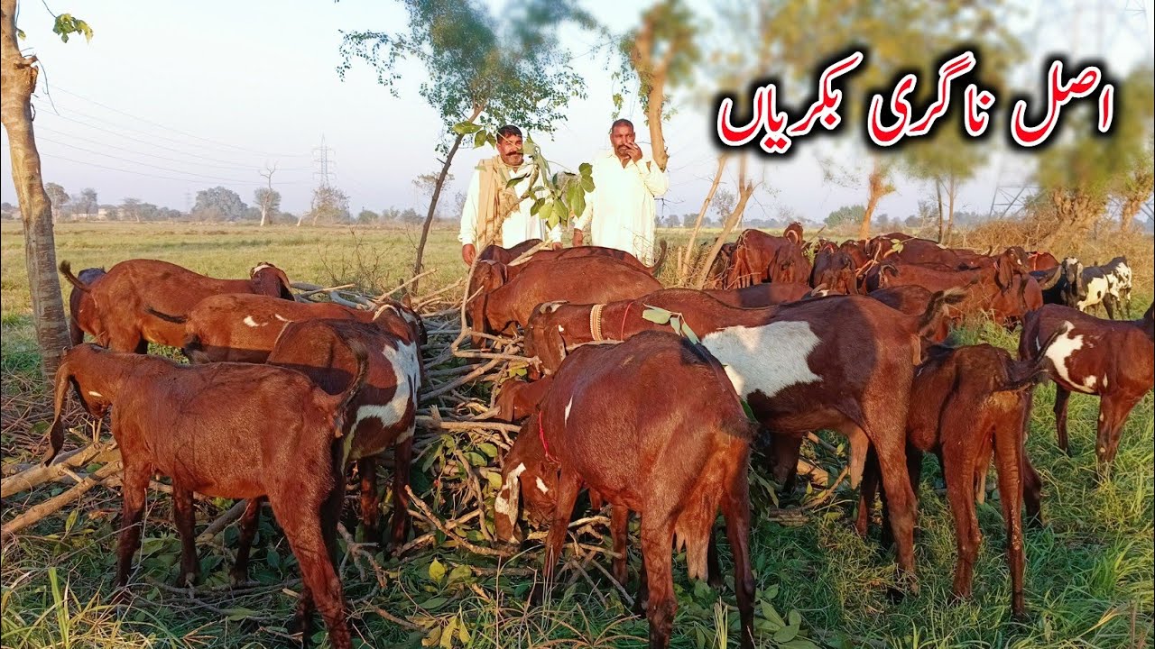 Part 2 - Original Nagra Beetal Goat's Breed- Best Milking Goats ...