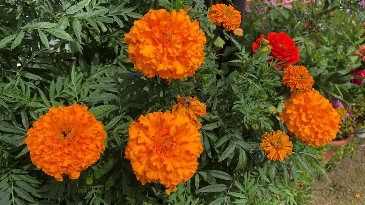 Modhuro Dhwoni Baje - Gaurab Sengupta - YouTube