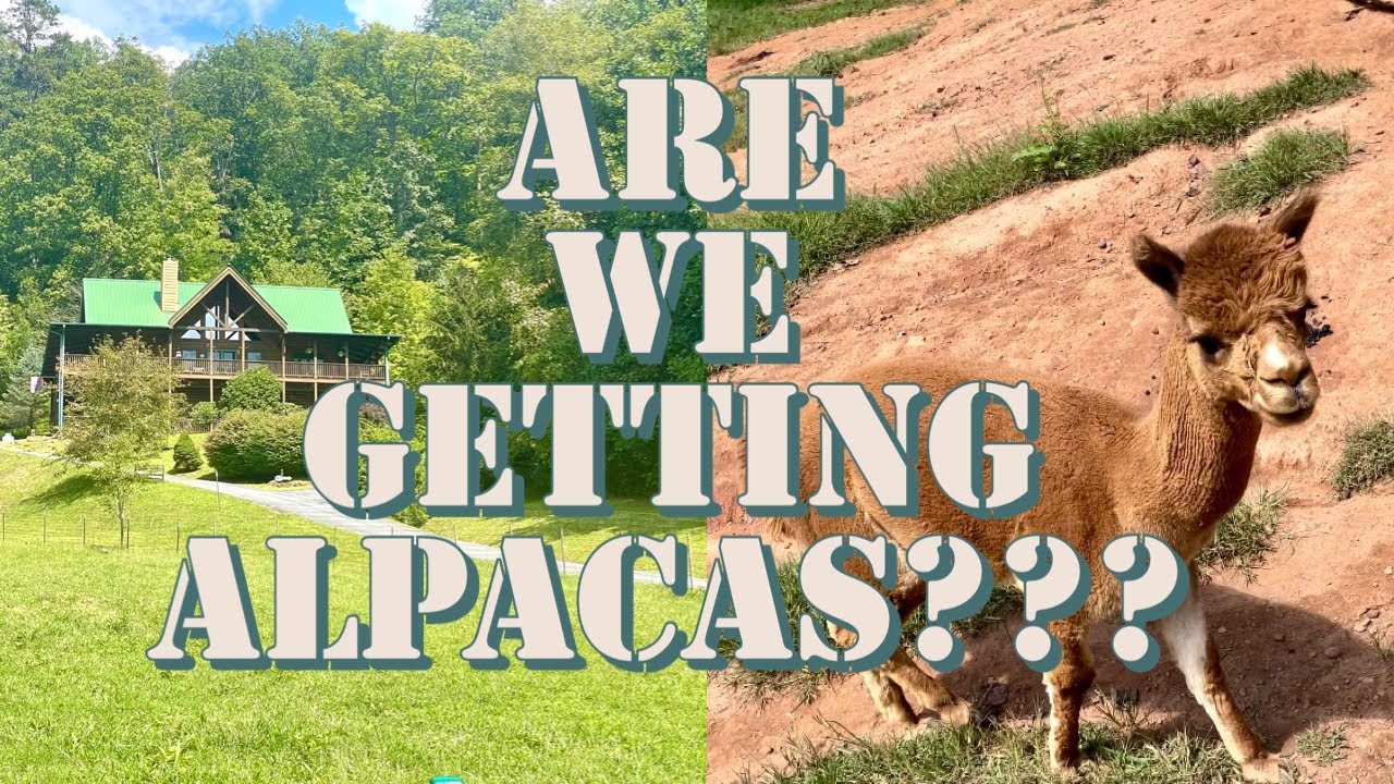 Are We Getting Alpacas??? - YouTube