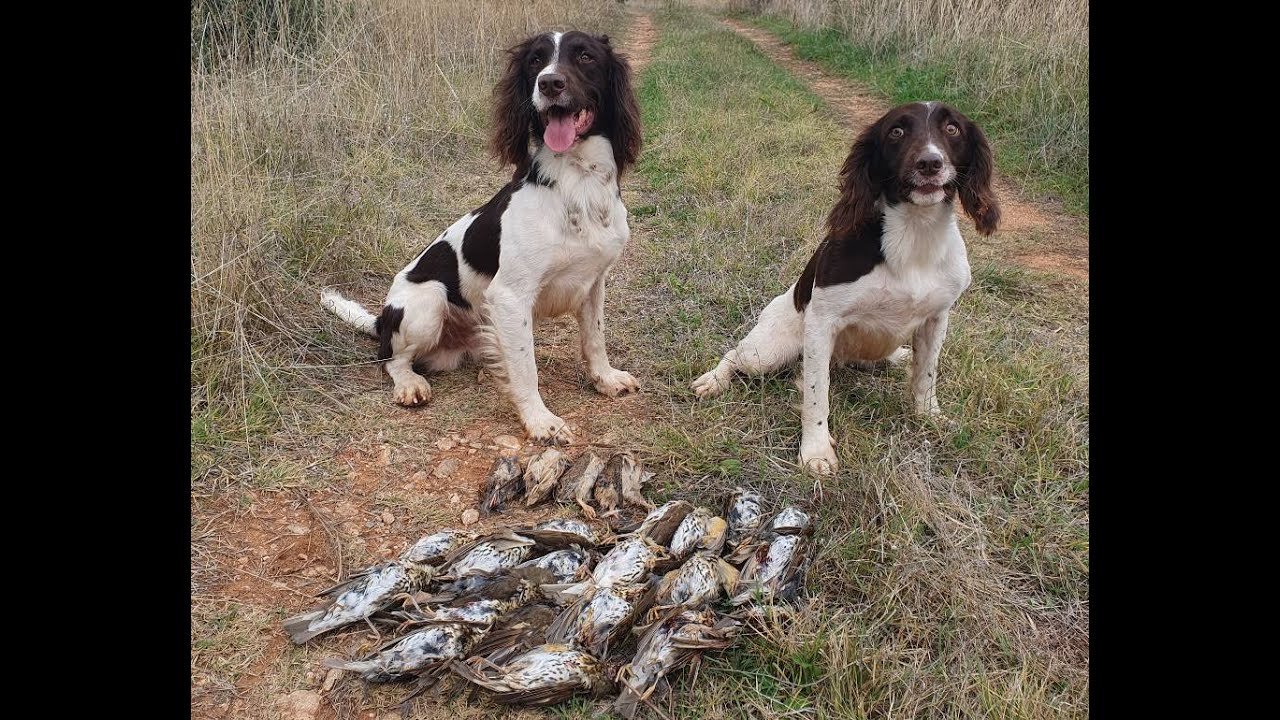 Τσίχλες και Springer Spaniel - YouTube