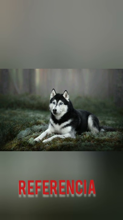 Parte 2 desenhando husky siberiano - YouTube