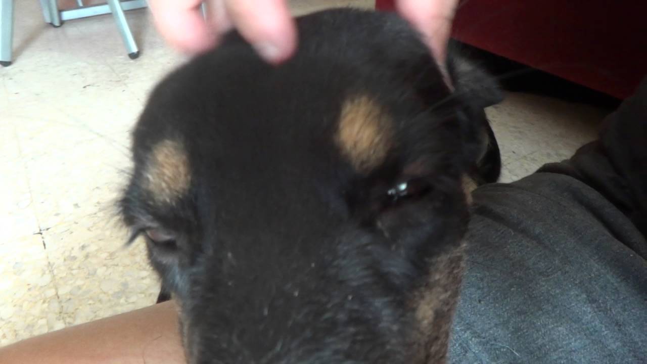 Rottweiler Mix Dog For Adoption - 1 Year, Romeo from Suban.. - YouTube